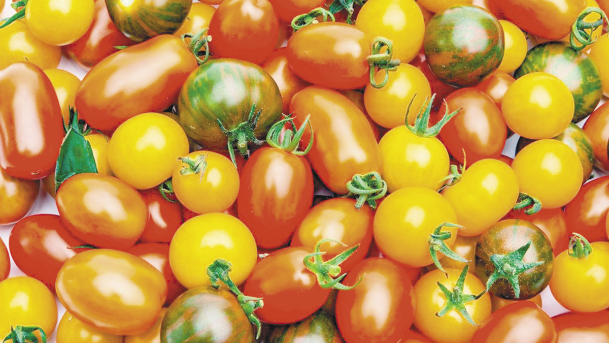 México proyecta alza en exportaciones de tomates a Estados Unidos; USDA ...