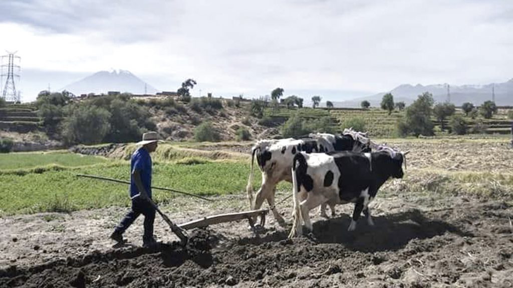 La yunta y el arado – Semanario El Pionero