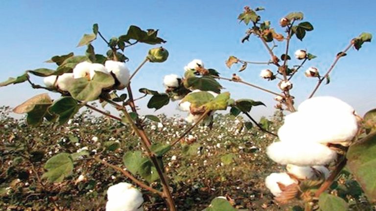 Los diez derivados del algodón más importantes – Semanario El Pionero
